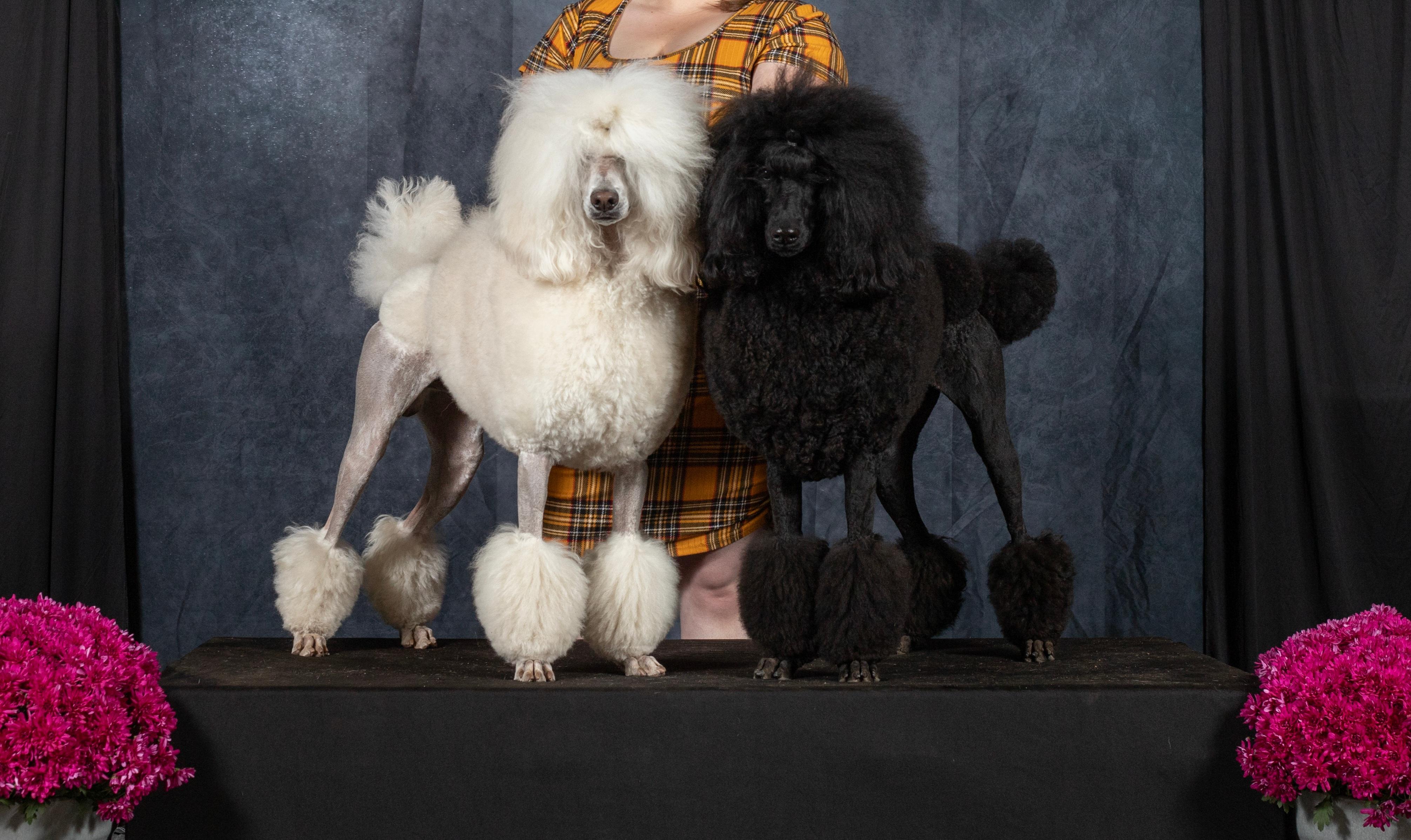 Jackalope Poodles in Oregon | Poodle puppies | Good Dog