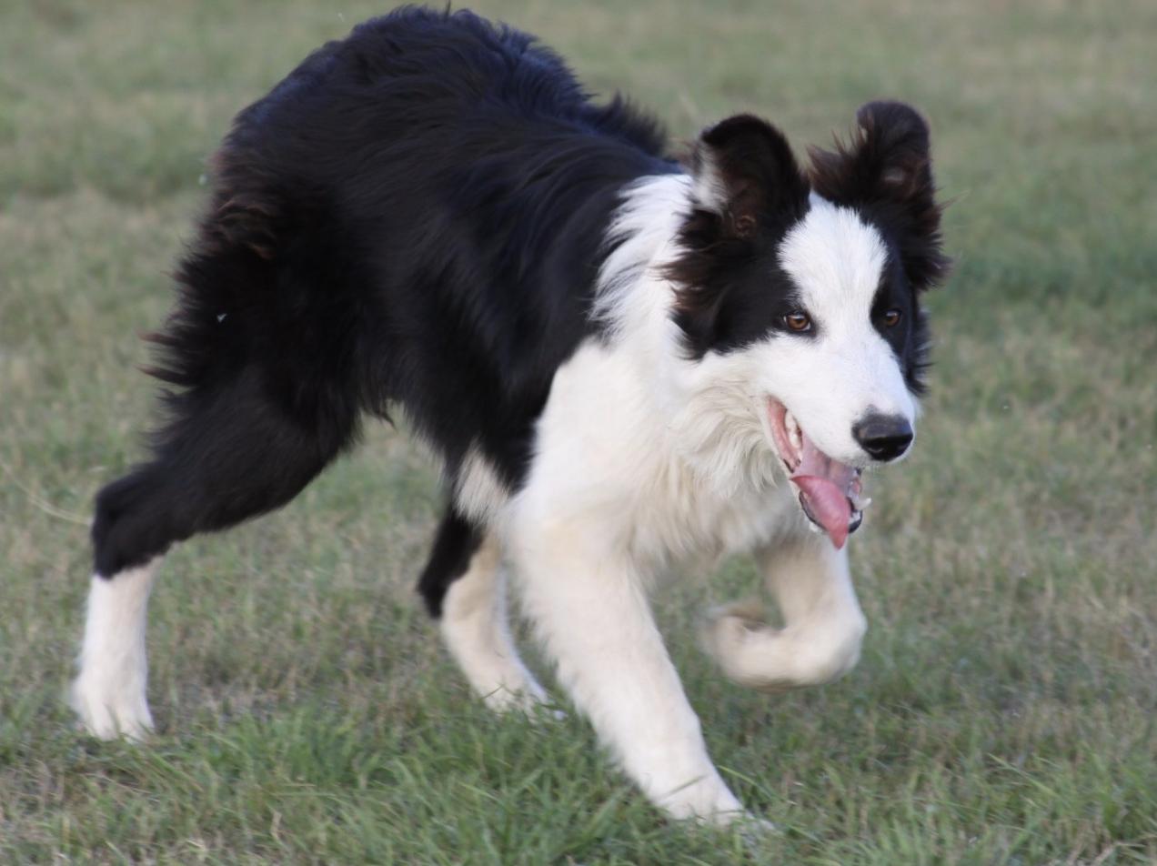 Sunset Ridge in Colorado | Border Collie and Siberian Husky puppies ...