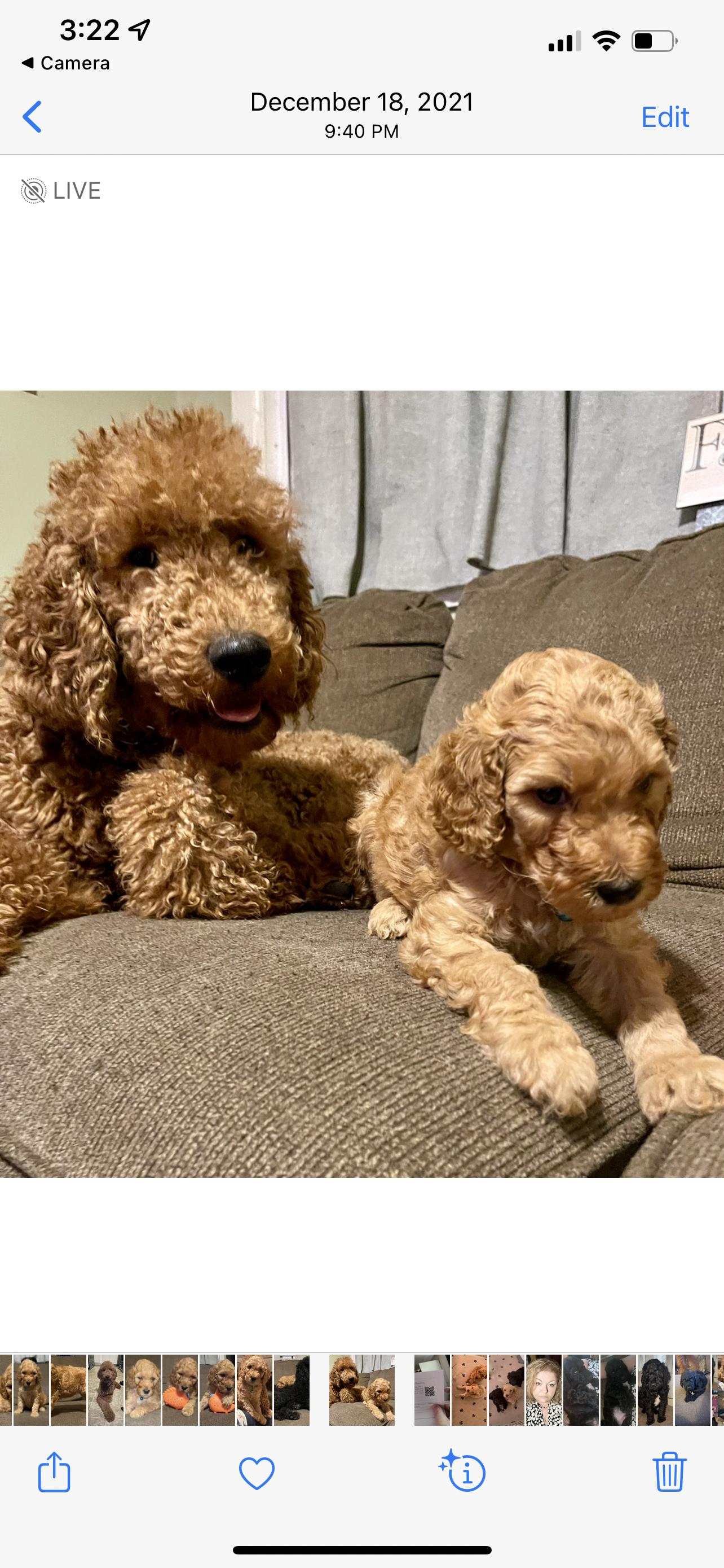 Poodle Paws and Puppies in Pennsylvania | Poodle puppies | Good Dog