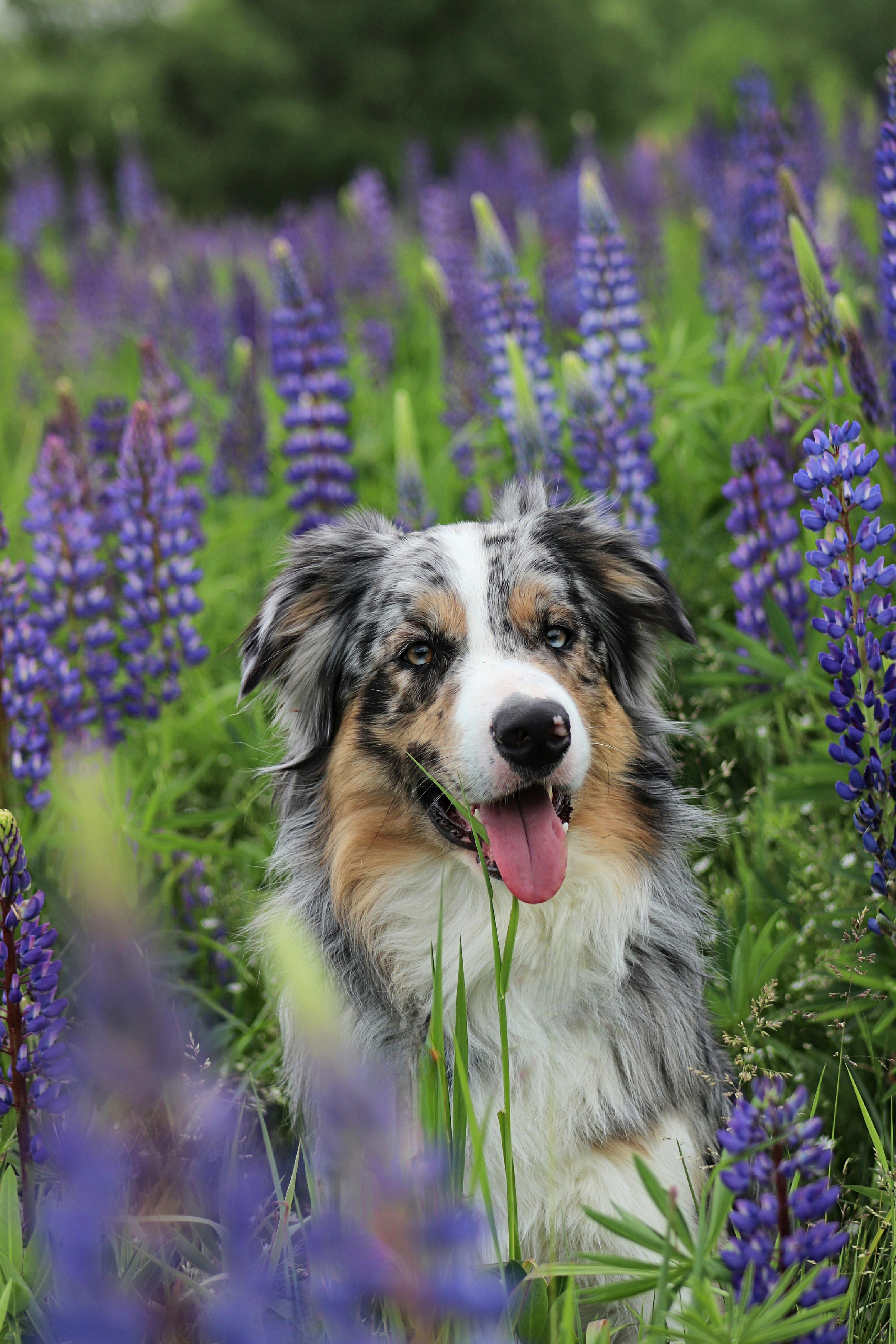 Lil Maine Border Collies in Maine | Border Collie puppies | Good Dog