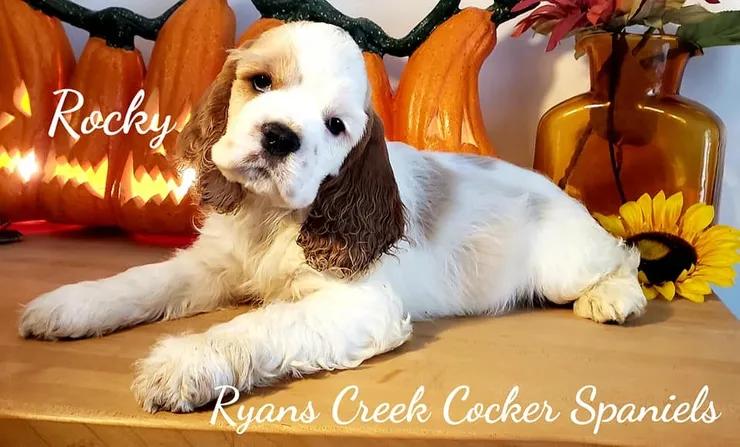Stephanie Begley in Kentucky | Cocker Spaniel puppies | Good Dog