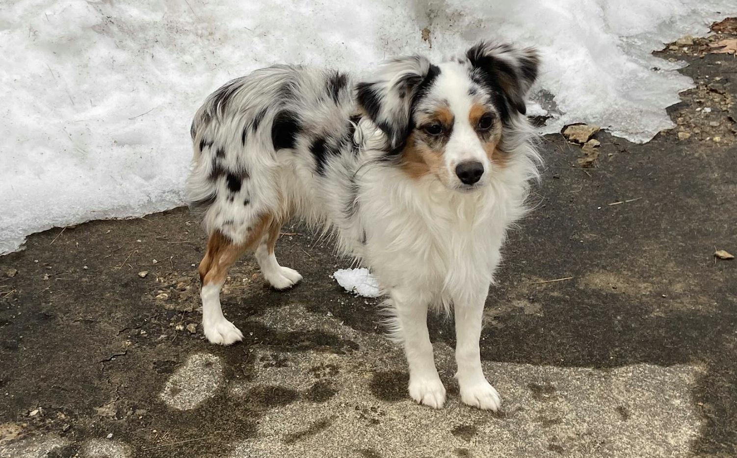 Smokin Gun Aussies in Massachusetts | Miniature Australian Shepherd ...