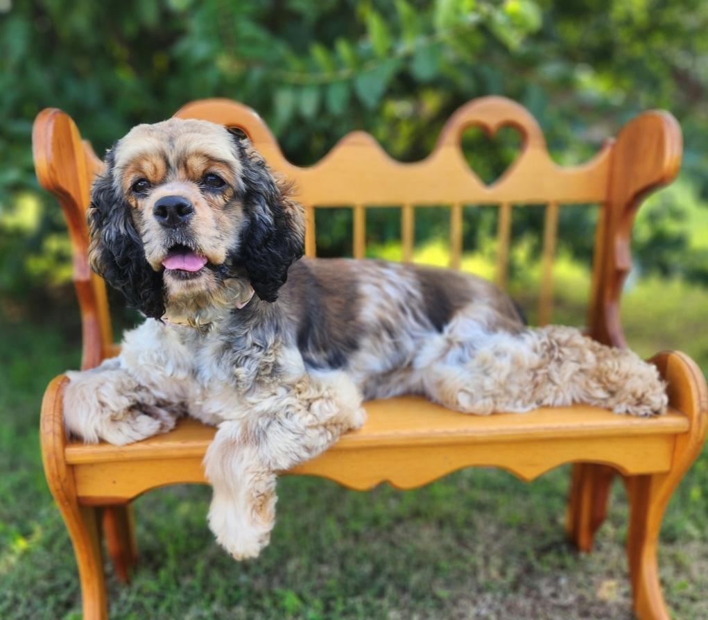 Gambill's Cocker Spaniel Cuties in Oklahoma | Cocker Spaniel puppies ...
