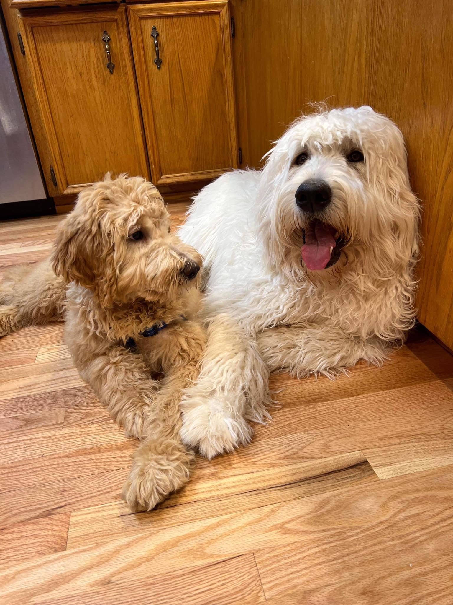 Merry R Goldendoodles in Washington | Goldendoodle puppies | Good Dog