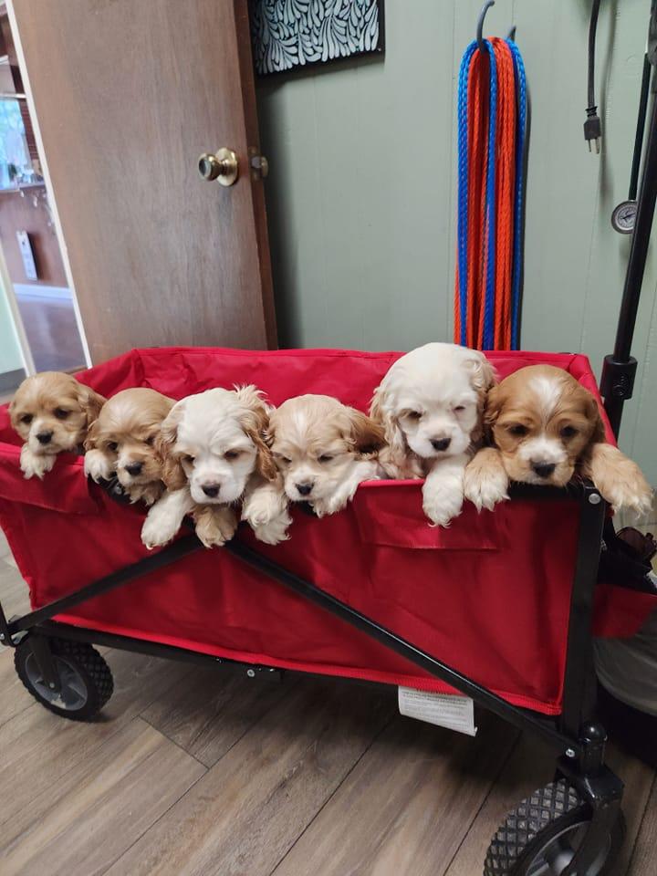 Gates Cocker Spaniels in Florida | Cocker Spaniel puppies | Good Dog