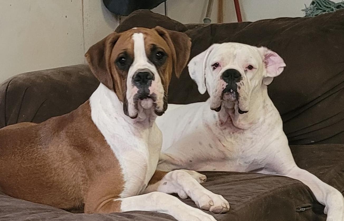 Rebel Dogz USA in Colorado | Boxer puppies | Good Dog