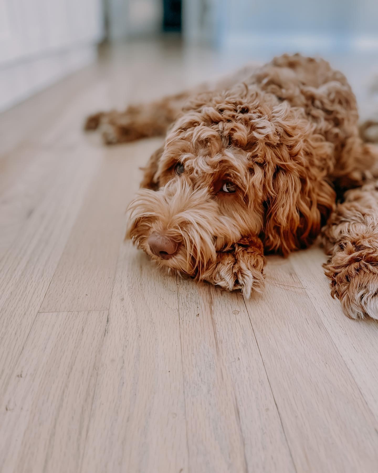 Cedar Creek Labradoodles in Oregon | Australian Labradoodle puppies ...