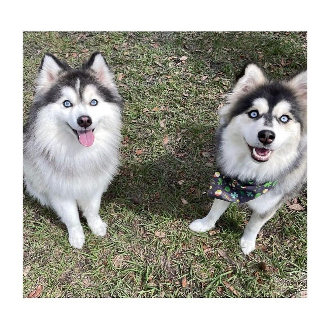 Proper Rose Pomskies in Florida | Pomsky puppies | Good Dog