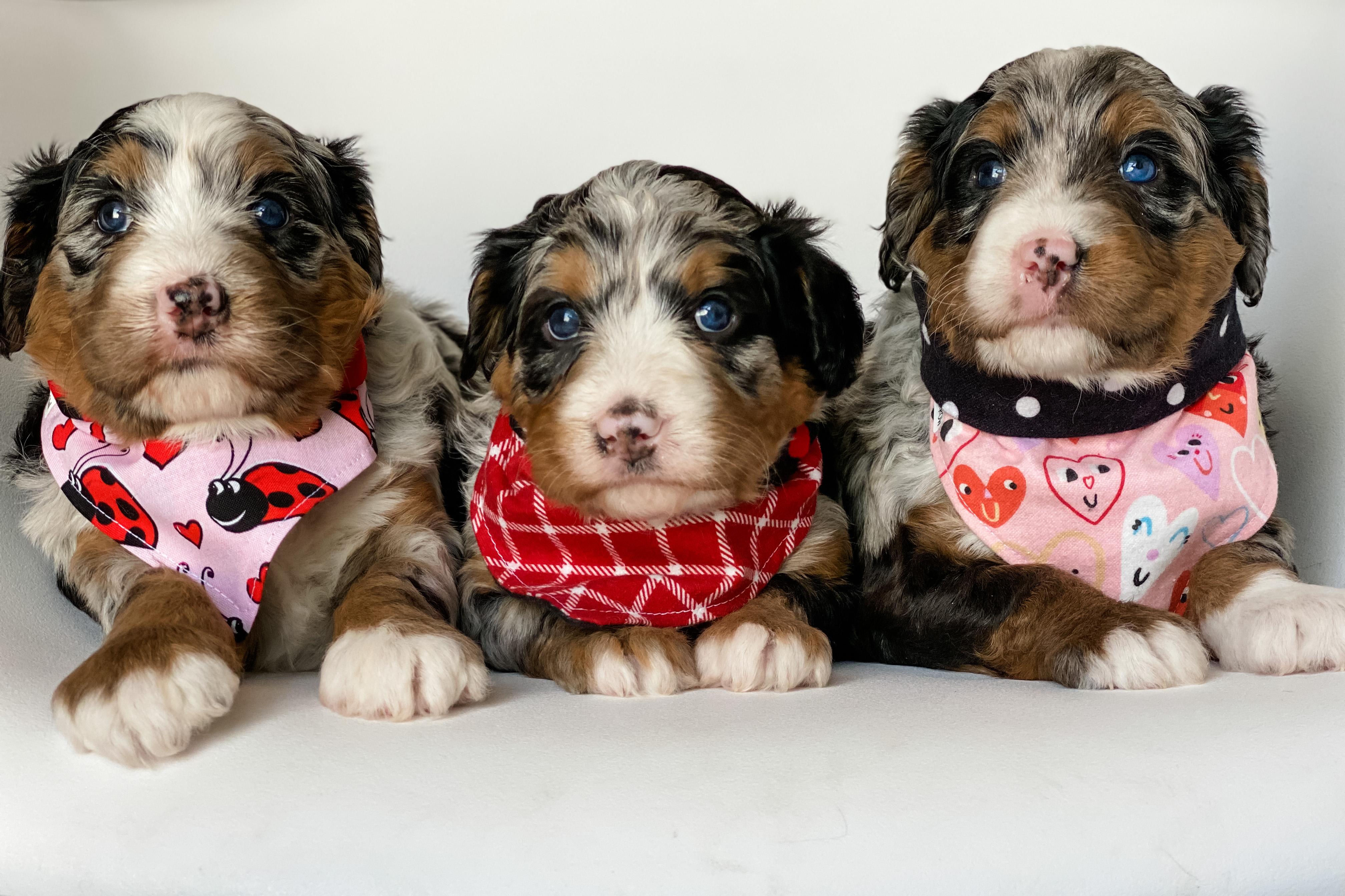 Texas Doodle Dandies in Texas | Bernedoodle and Assorted Doodle Crosses ...