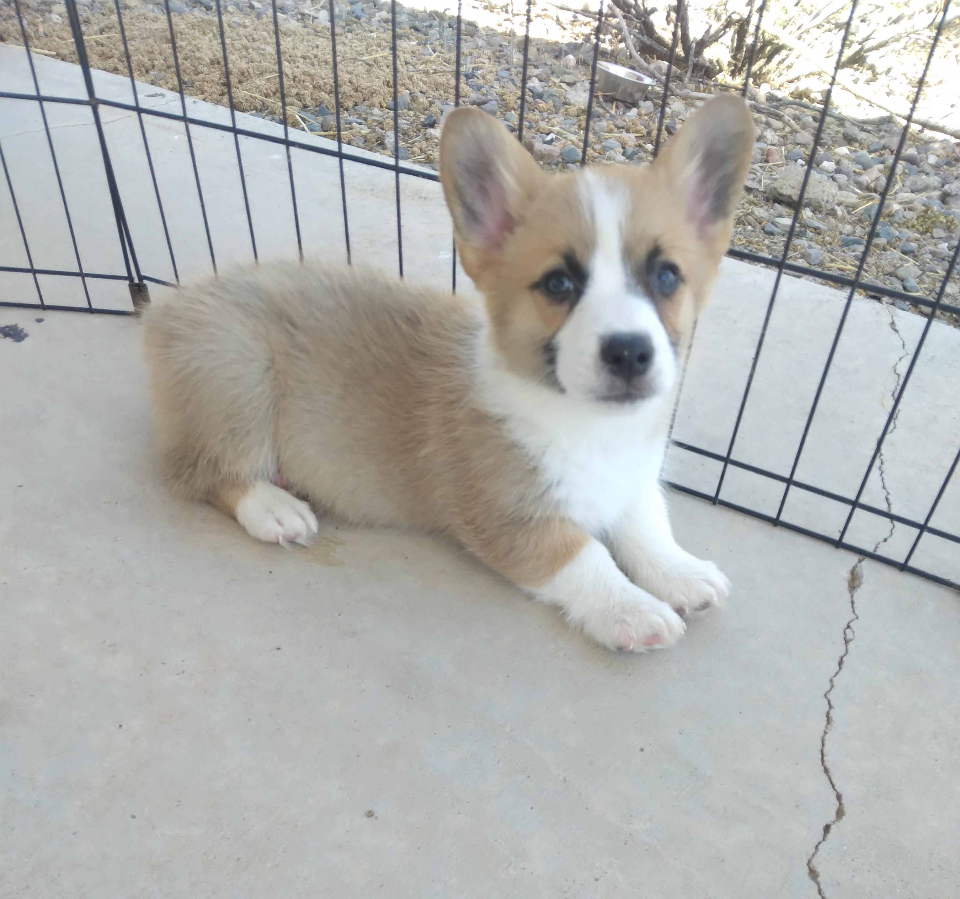 Dream Catcher Corgis in Arizona | Pembroke Welsh Corgi puppies | Good Dog