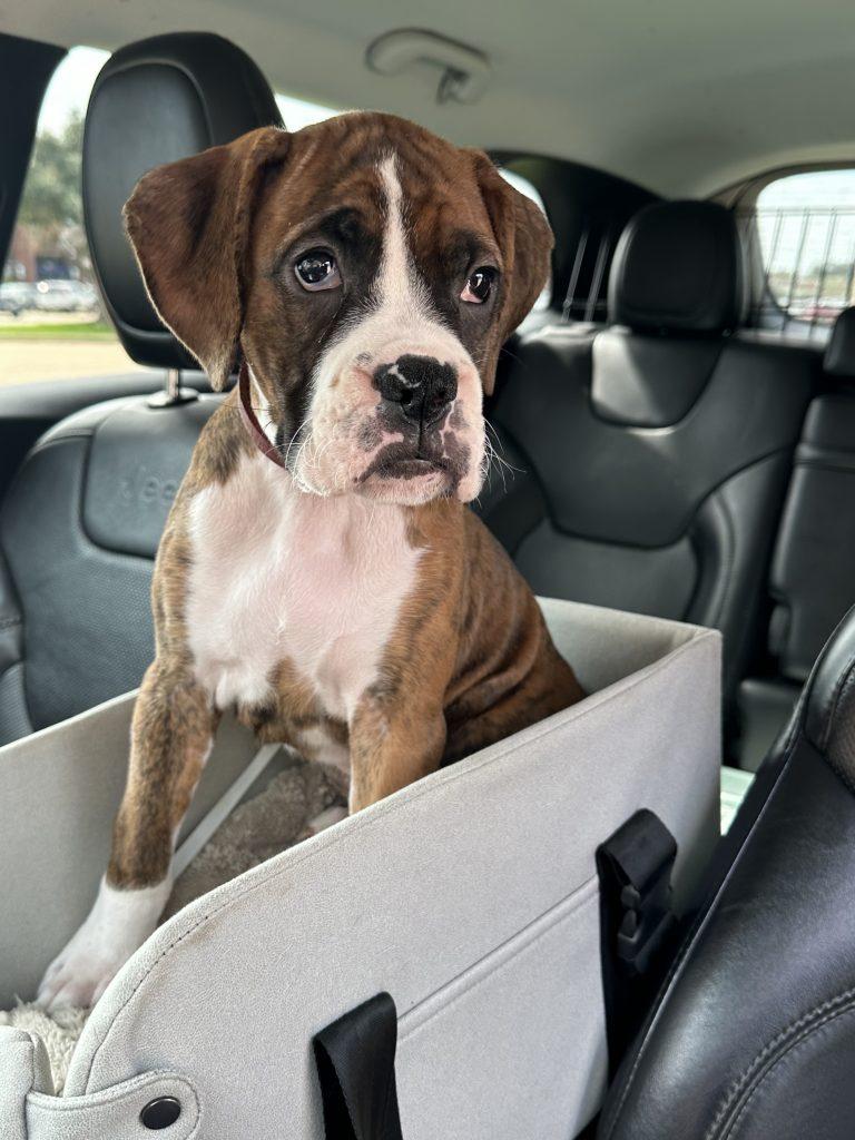 House of Onyx Boxers in Texas | Boxer puppies | Good Dog