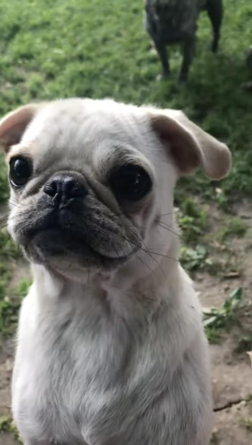 Ann Collins in Indiana | Pug puppies | Good Dog