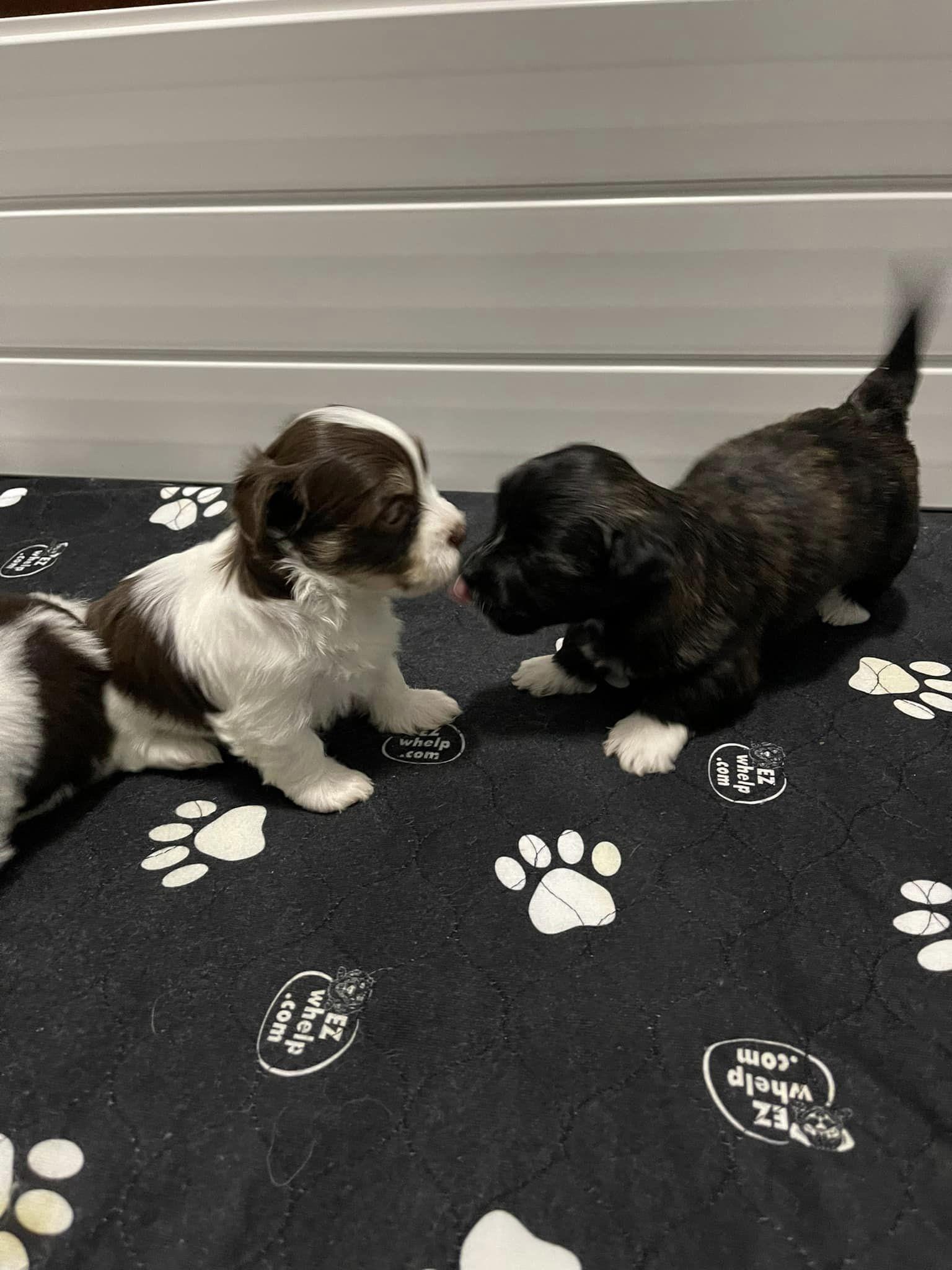 Havanese Hearts in Texas | Havanese puppies | Good Dog