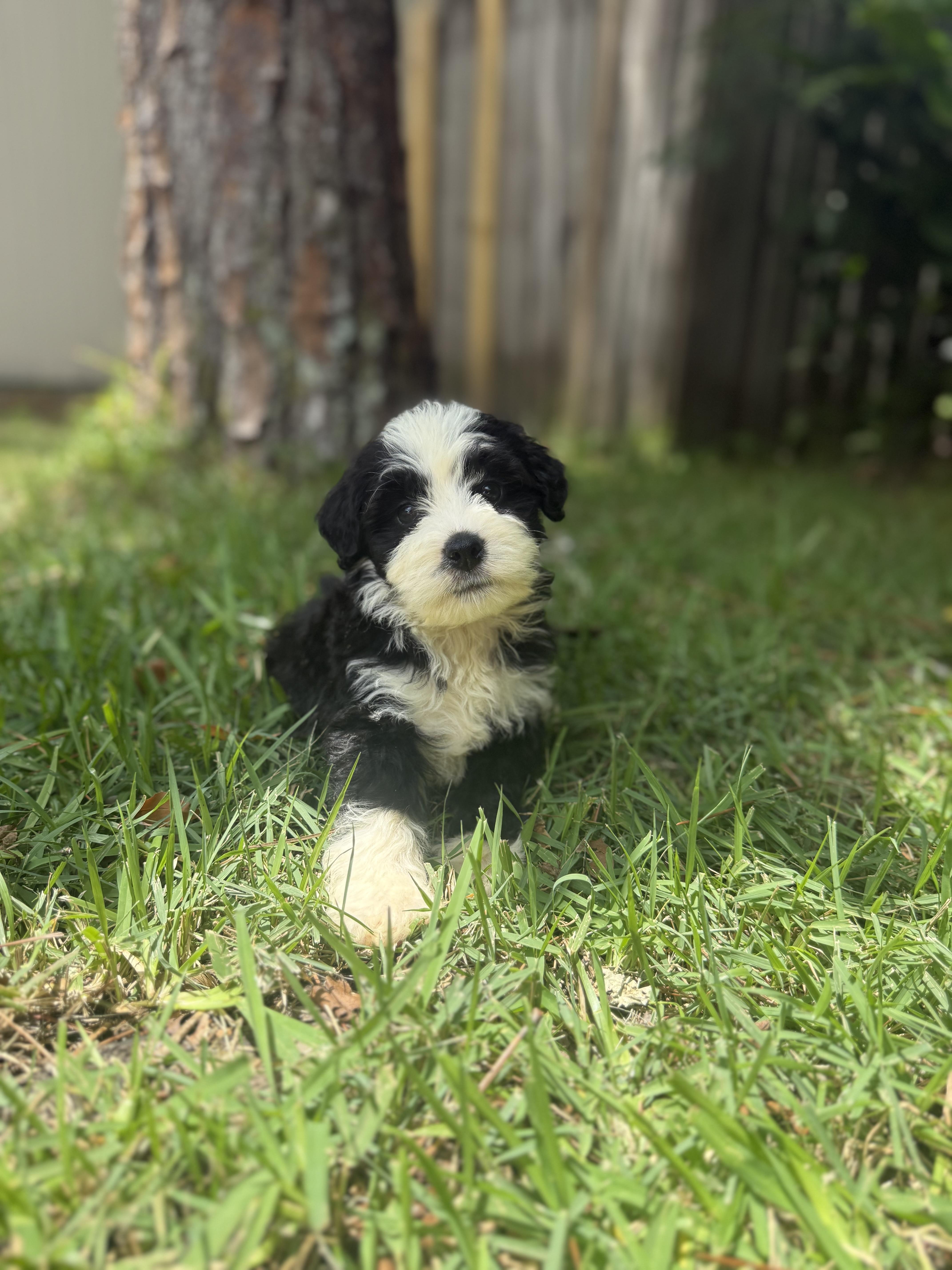 Dandelion Doodles in Florida | Bernedoodle and Goldendoodle puppies ...