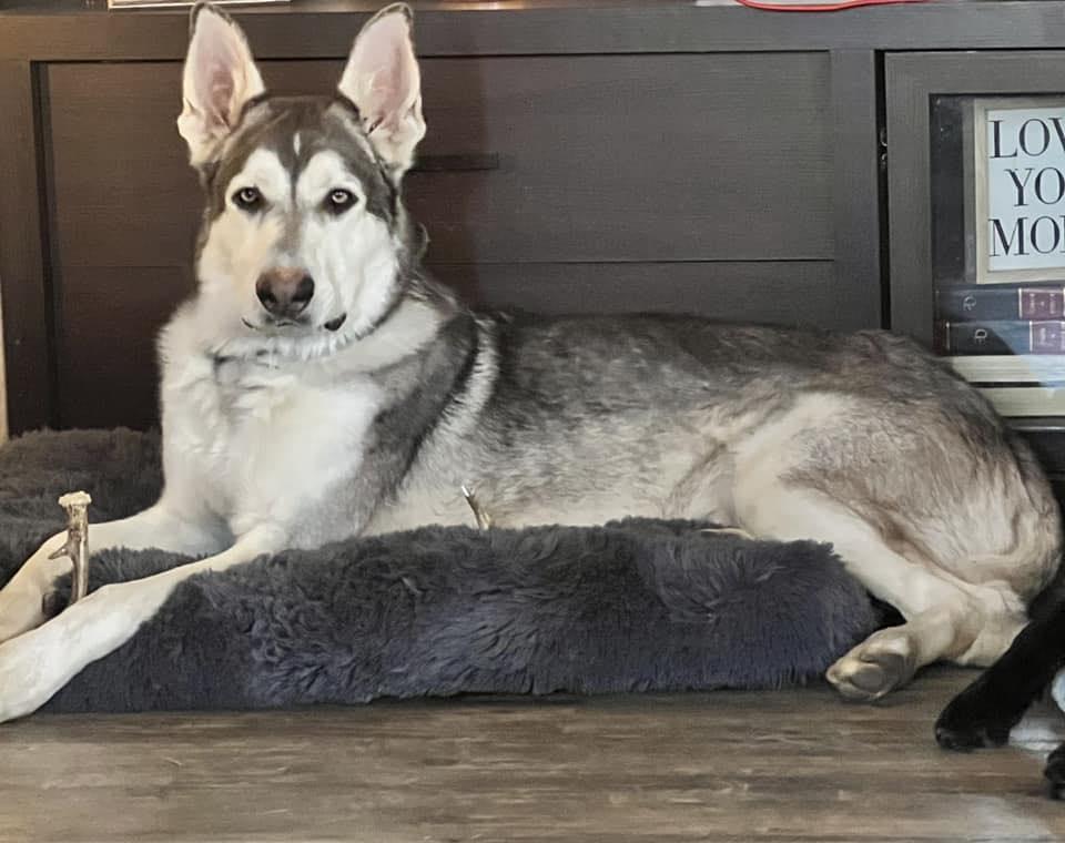 Von Neu Und Stark in Ohio | German Shepherd puppies | Good Dog