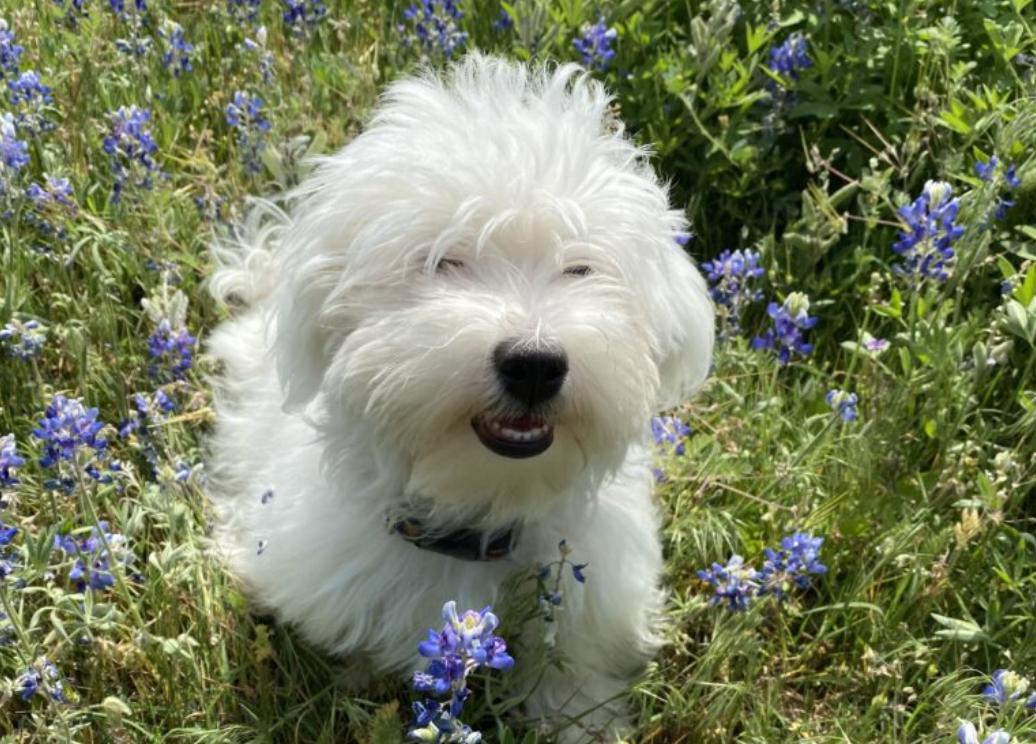 Herds Of Havanese in Texas | Havanese puppies | Good Dog