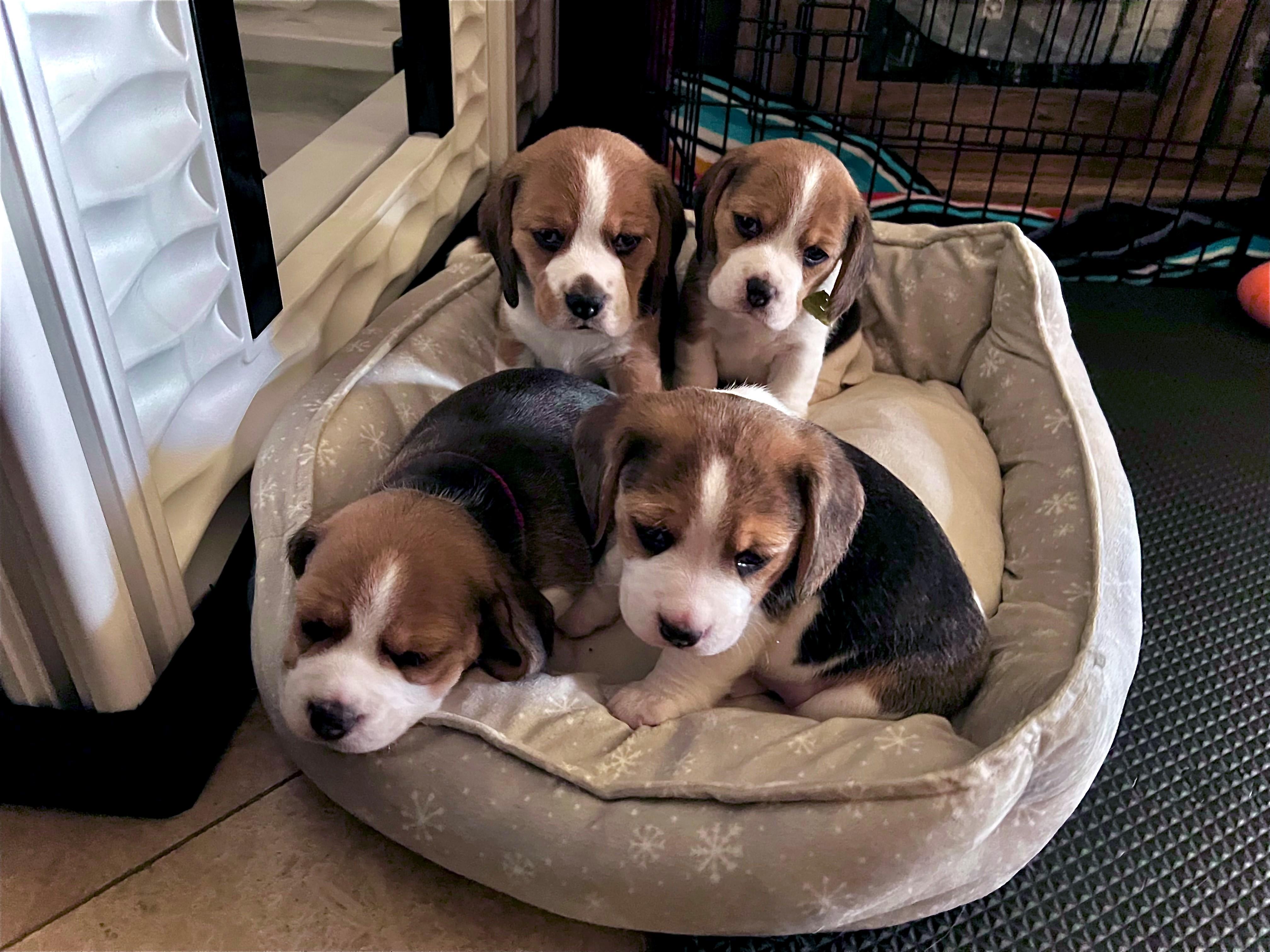 Vegas Valle Beagles in Nevada | Beagle puppies | Good Dog