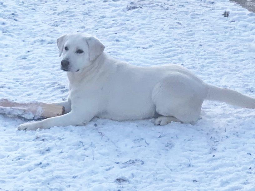 Ruckus Family Labs in Pennsylvania | Labrador Retriever puppies | Good Dog