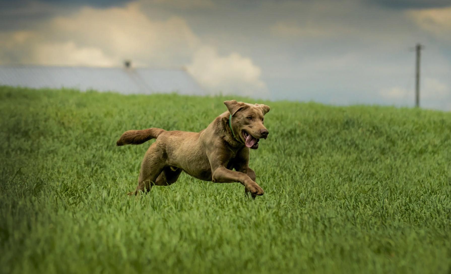 Roaming Lab Farms in Georgia | Dilute Retriever puppies | Good Dog