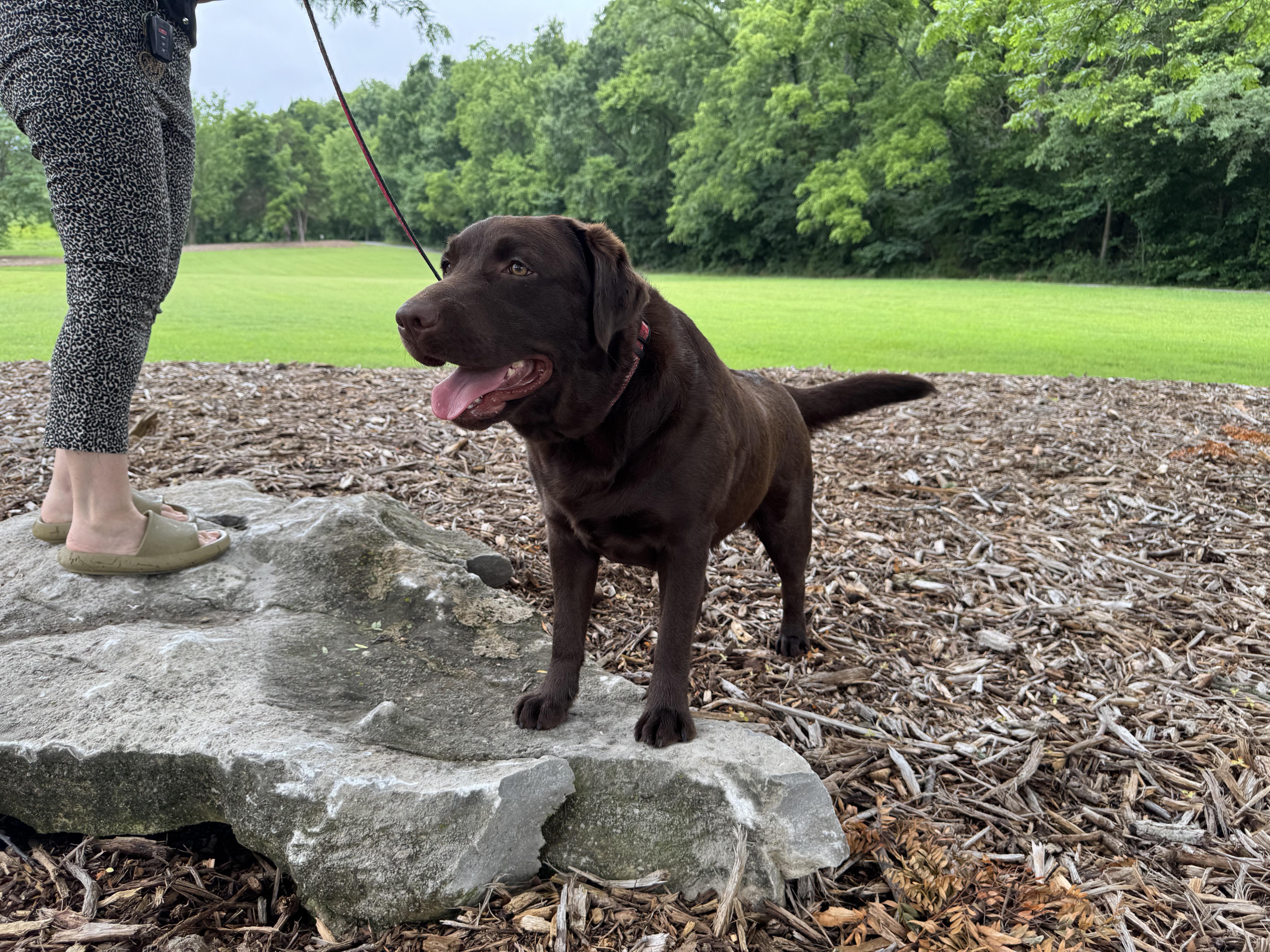 Havenwood Labradors in Arkansas | Labrador Retriever puppies | Good Dog