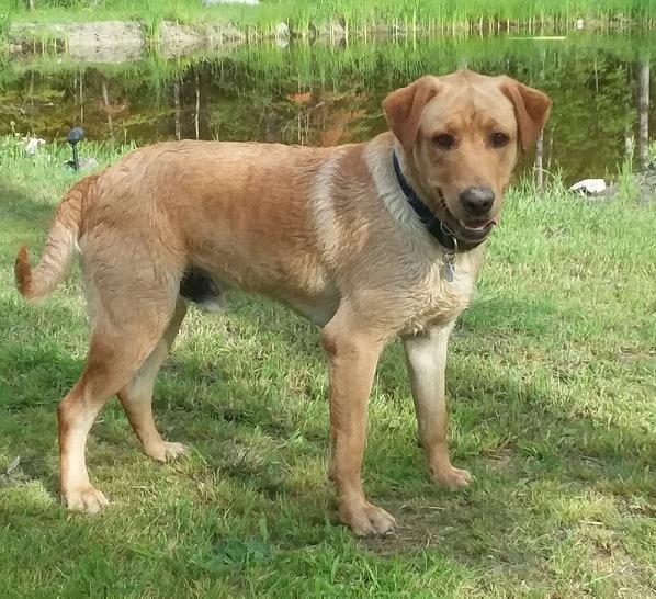 Rainy Lake Labrador Retrievers in Minnesota | Labrador Retriever and ...