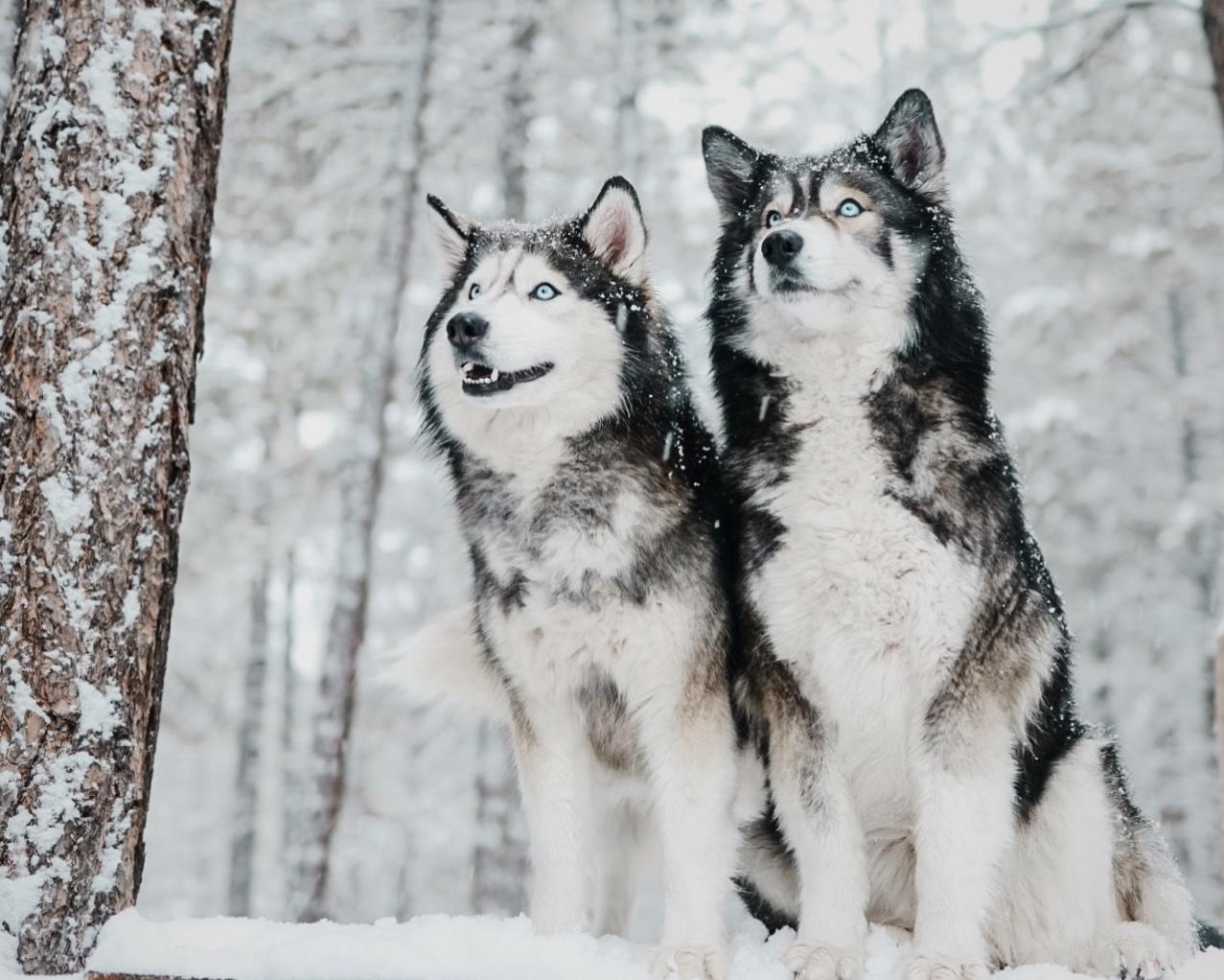Hill Top Huskies in Oregon | Siberian Husky puppies | Good Dog
