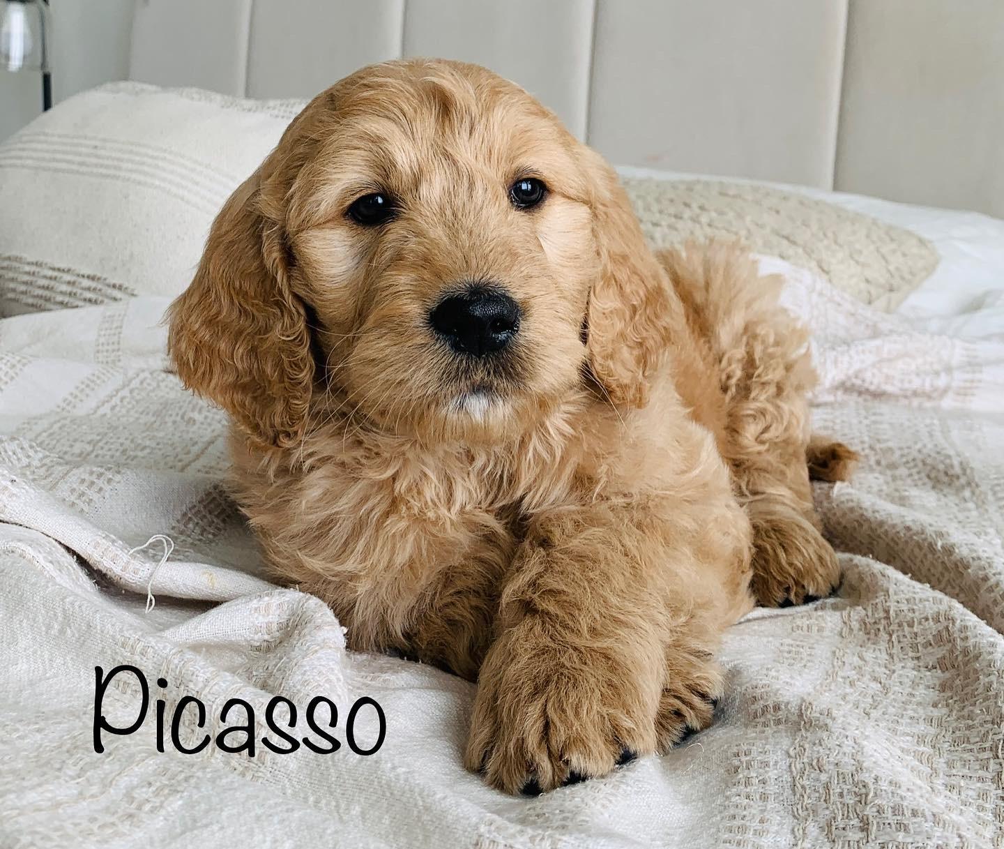 Juniper Mountain Goldens in Utah | Goldendoodle puppies | Good Dog