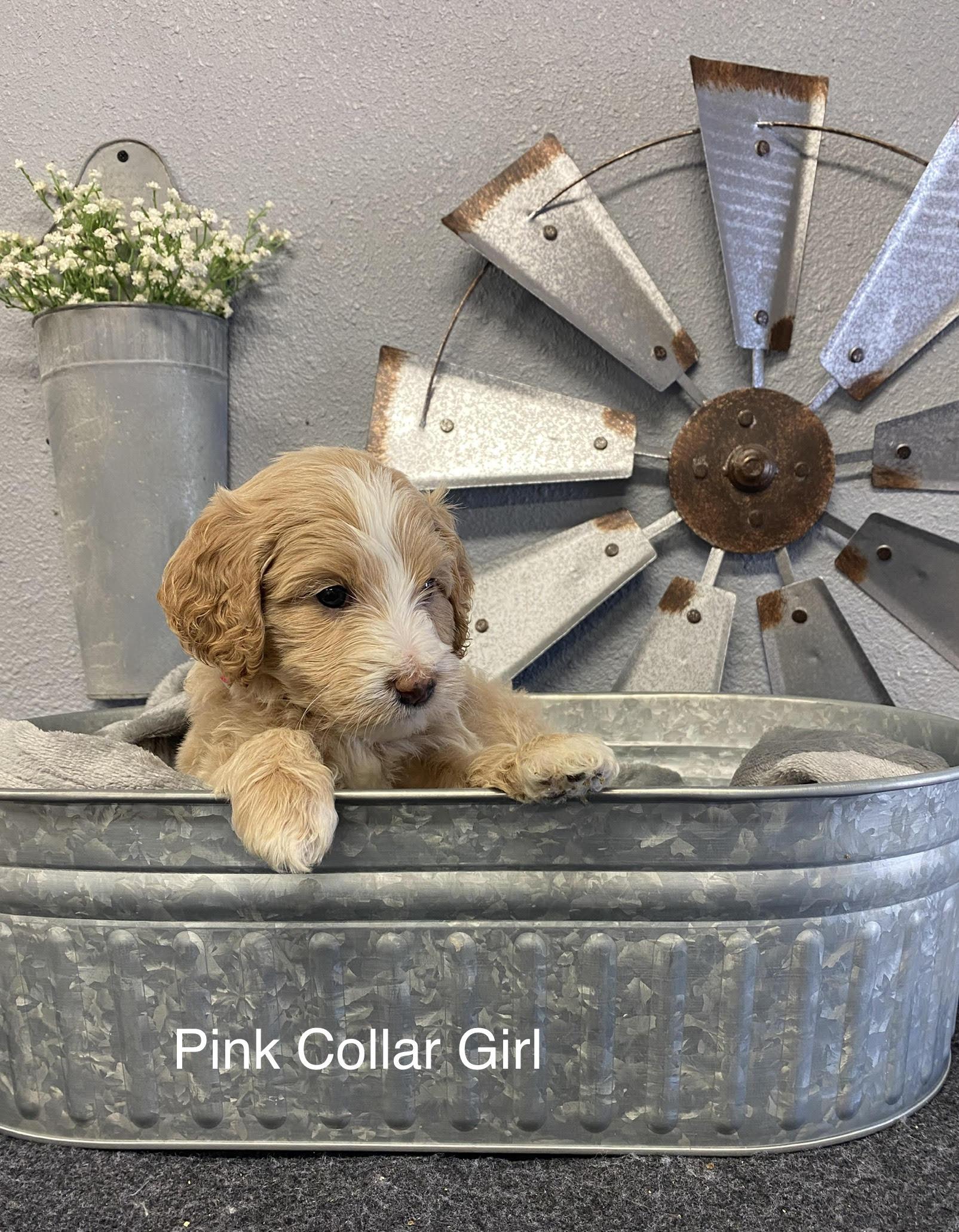 JP Southern Doodles in Texas | Bernedoodle and Goldendoodle puppies ...