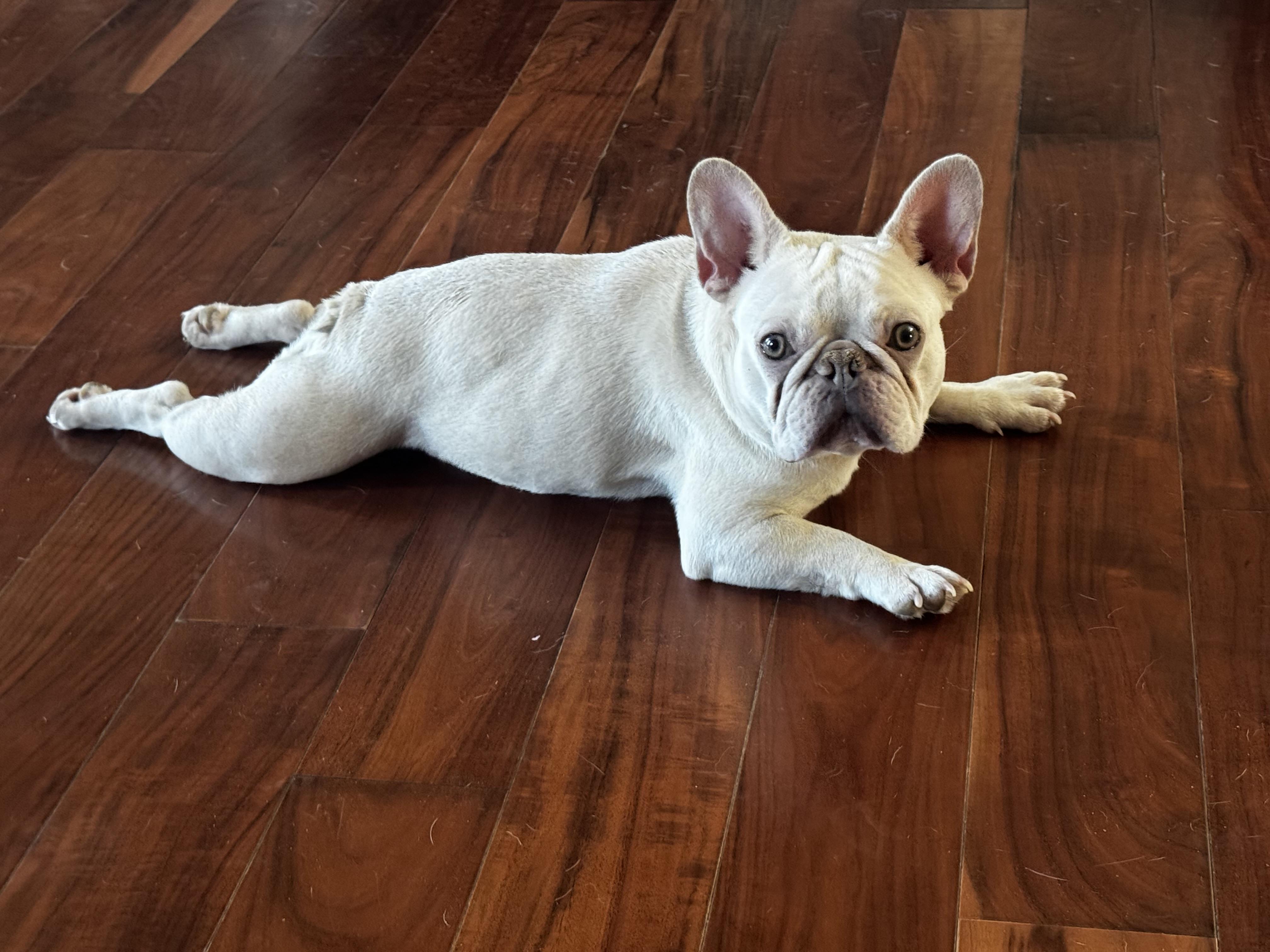 4T Ranch in Louisiana | French Bulldog puppies | Good Dog