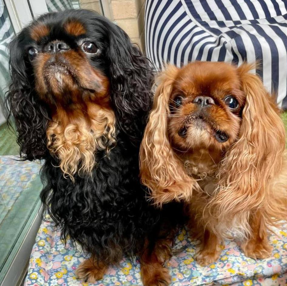 Enchanting Merits in Virginia | English Toy Spaniel puppies | Good Dog