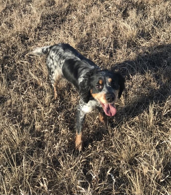 K&S Canines in South Dakota | Basset Hound and English Springer Spaniel ...