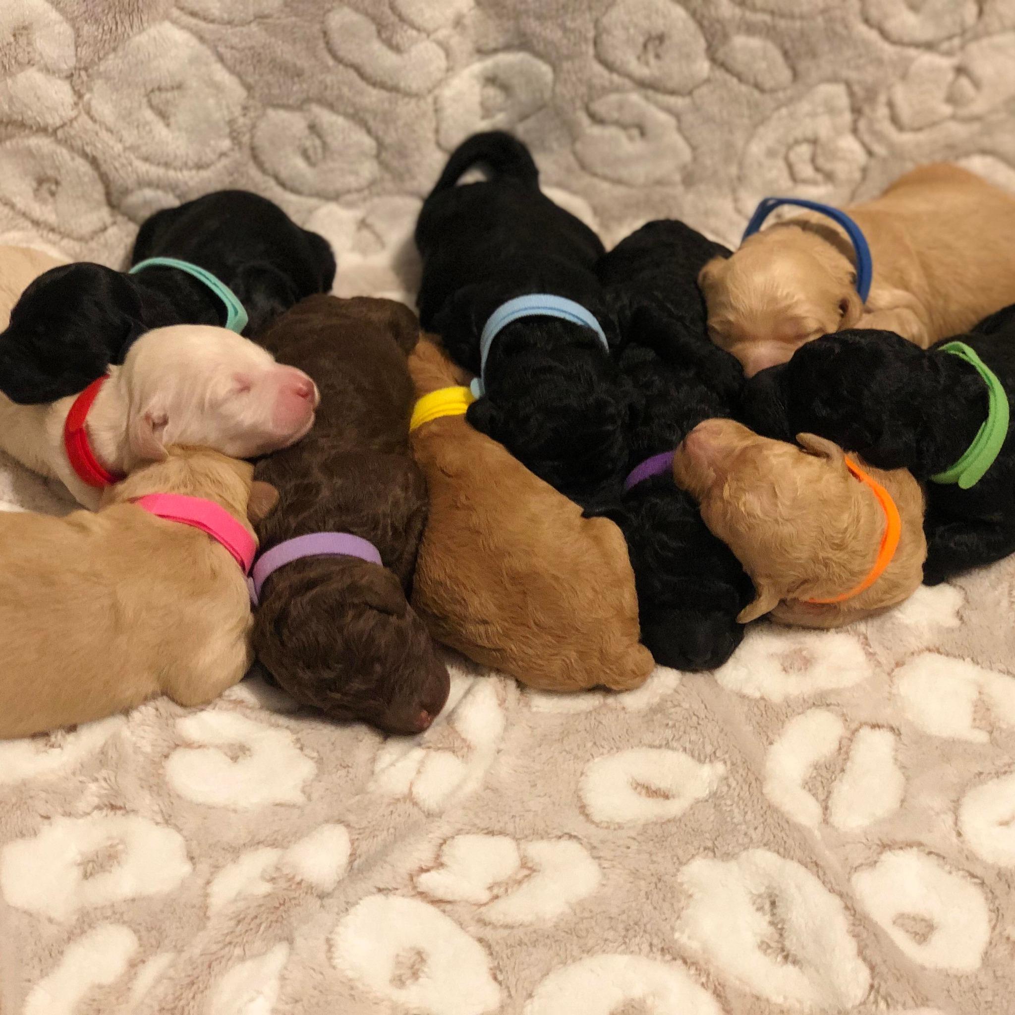 Drew’s Doodles in North Carolina | Goldendoodle puppies | Good Dog