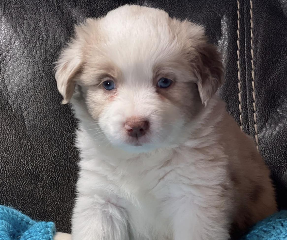 Janice's Mini American Shepherds in Illinois | Miniature American ...