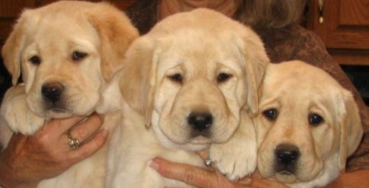 Sunshine Labradors in Colorado | Labrador Retriever puppies | Good Dog