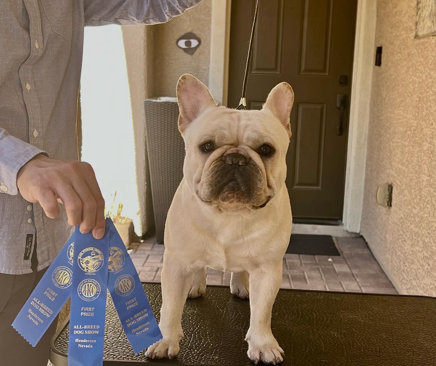 Desert Madness Frenchies in Nevada | French Bulldog puppies | Good Dog