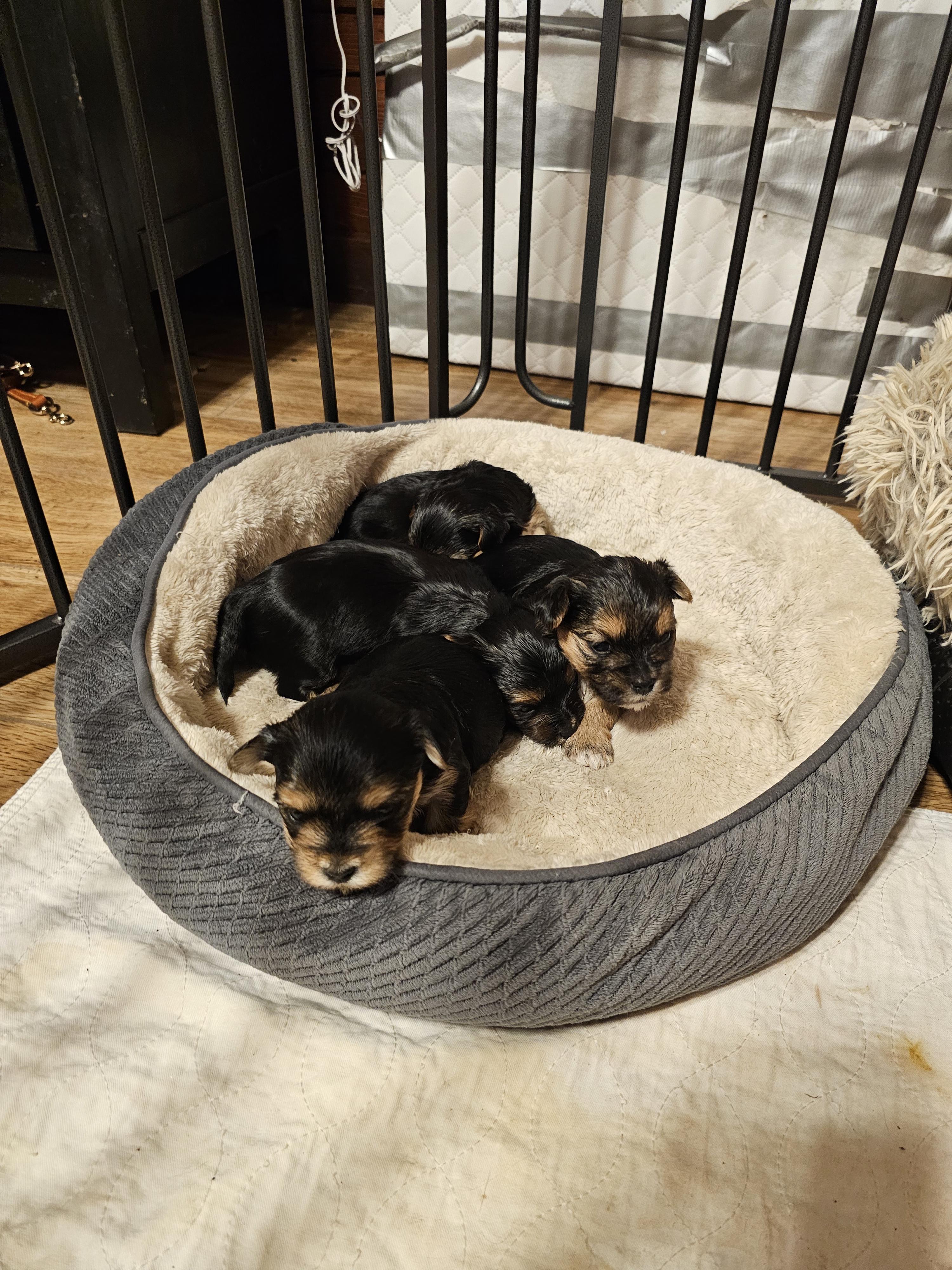 PBJ Farms in Texas | Maltese, Morkie or Yorkshire Terrier puppies ...