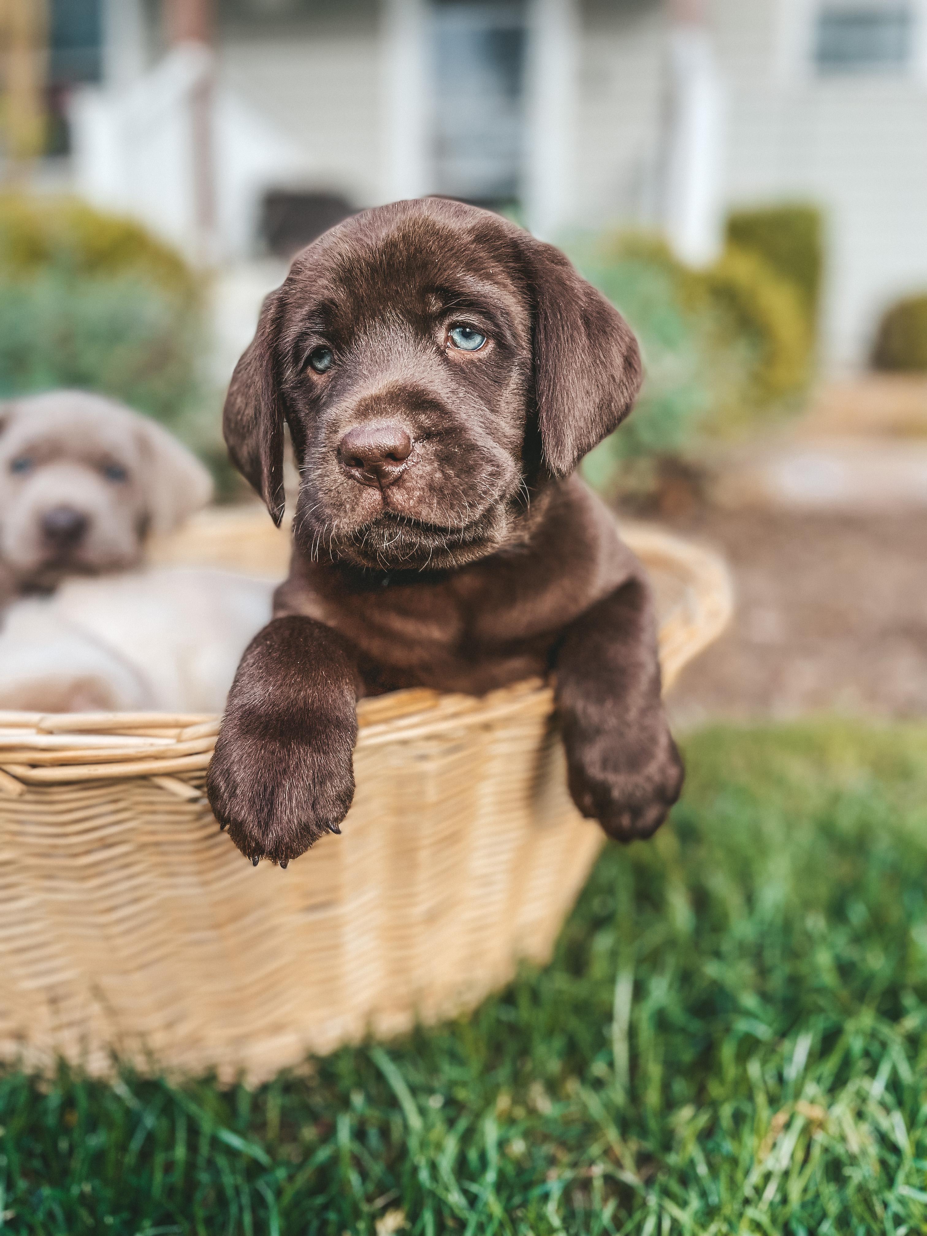 South Shore Labradors in New York | Labrador Retriever and Dilute ...