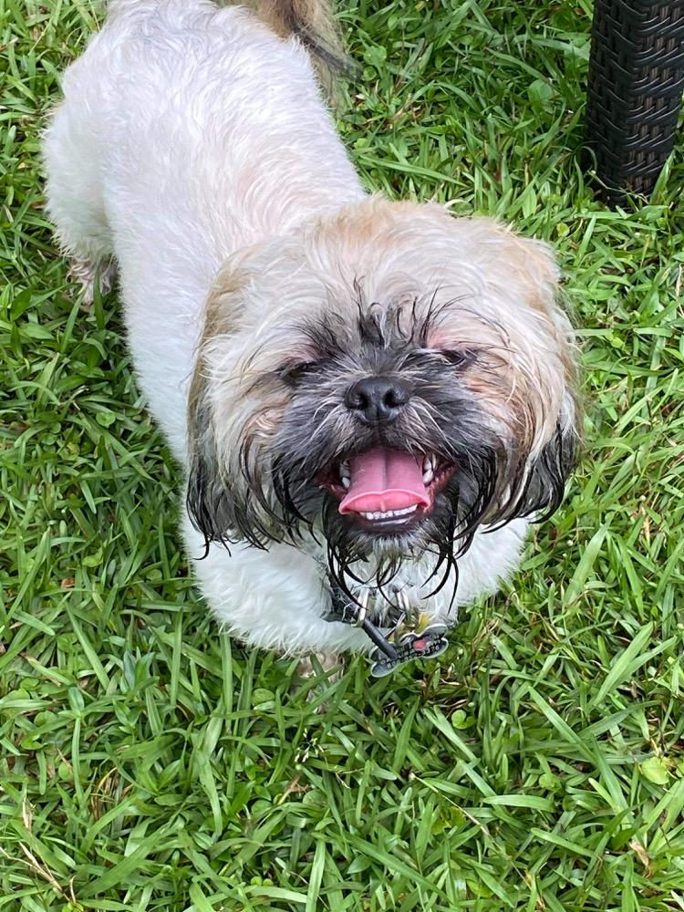 Carolina Kountry Shih Tzus in South Carolina | Shih Tzu puppies | Good Dog