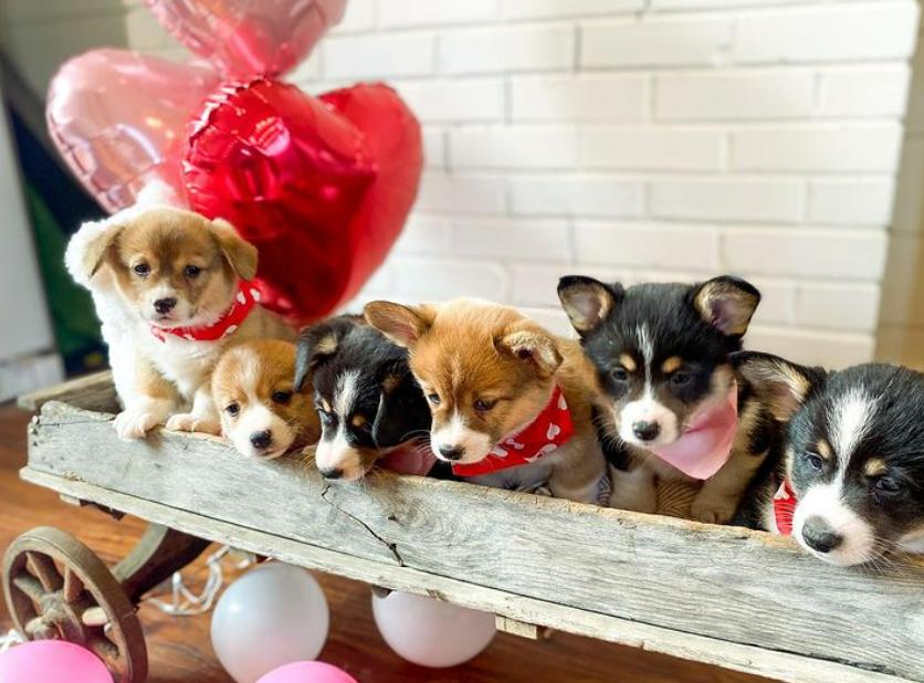Harris Farms in Kentucky | Pembroke Welsh Corgi puppies | Good Dog