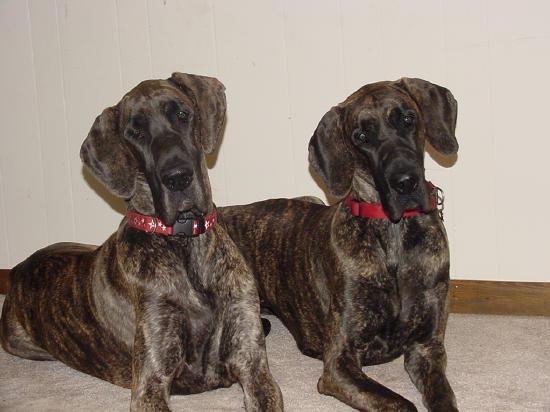 Danemark Danes in Missouri | Great Dane puppies | Good Dog