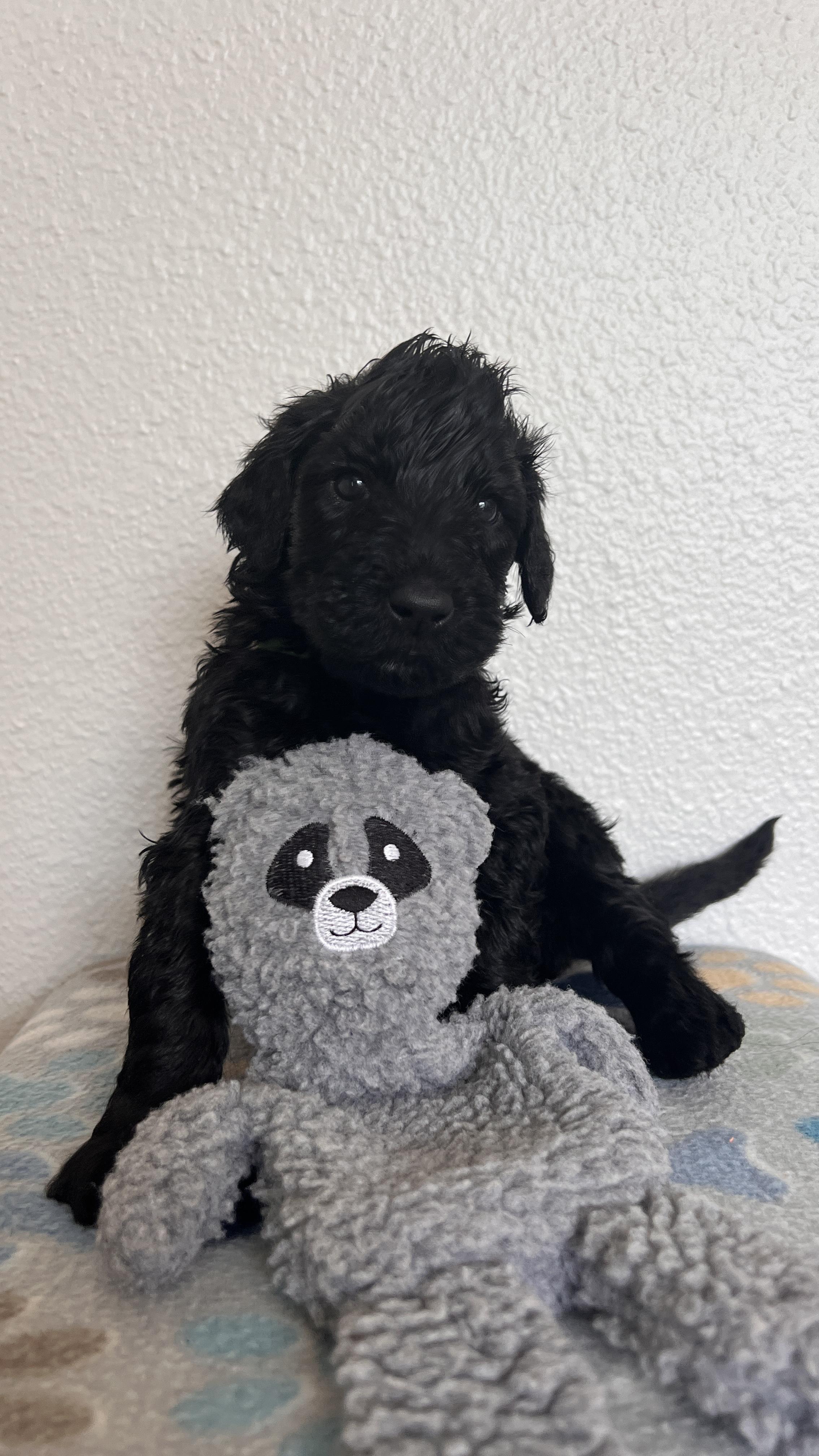 Gooch Canines (Giant Schnoodles) in Texas | Schnoodle puppies | Good Dog