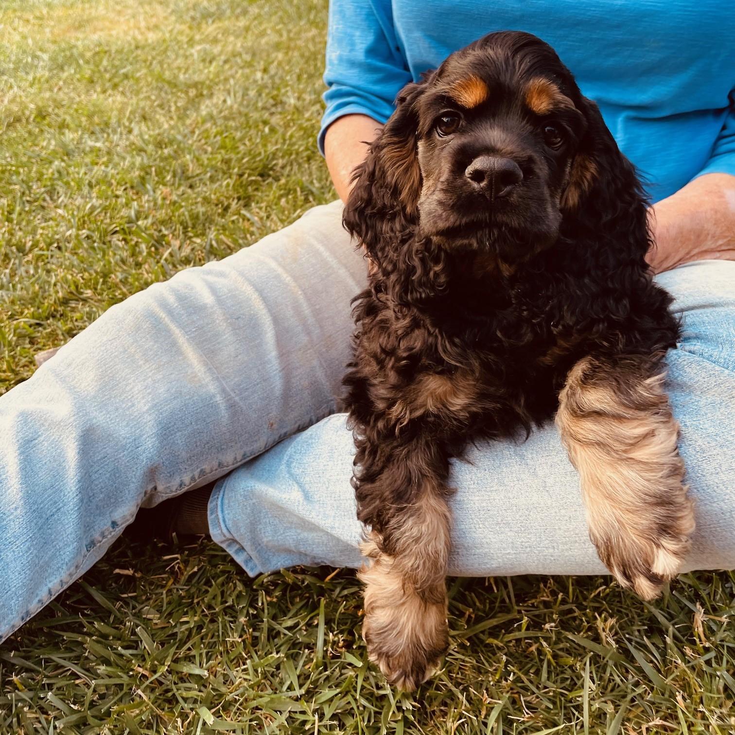 Hilltop Cockers in Oregon | Cocker Spaniel puppies | Good Dog