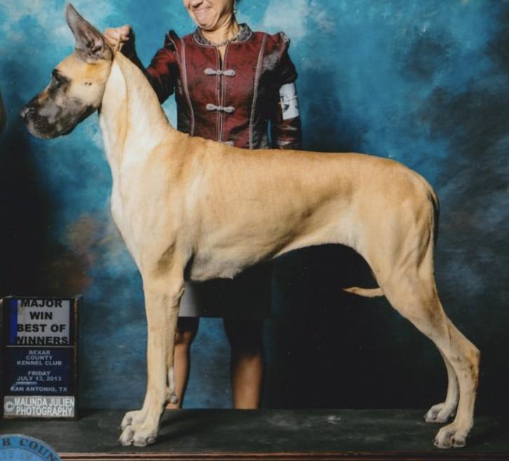 Whiskey Mac Dobermans in Texas | Doberman Pinscher and Great Dane ...