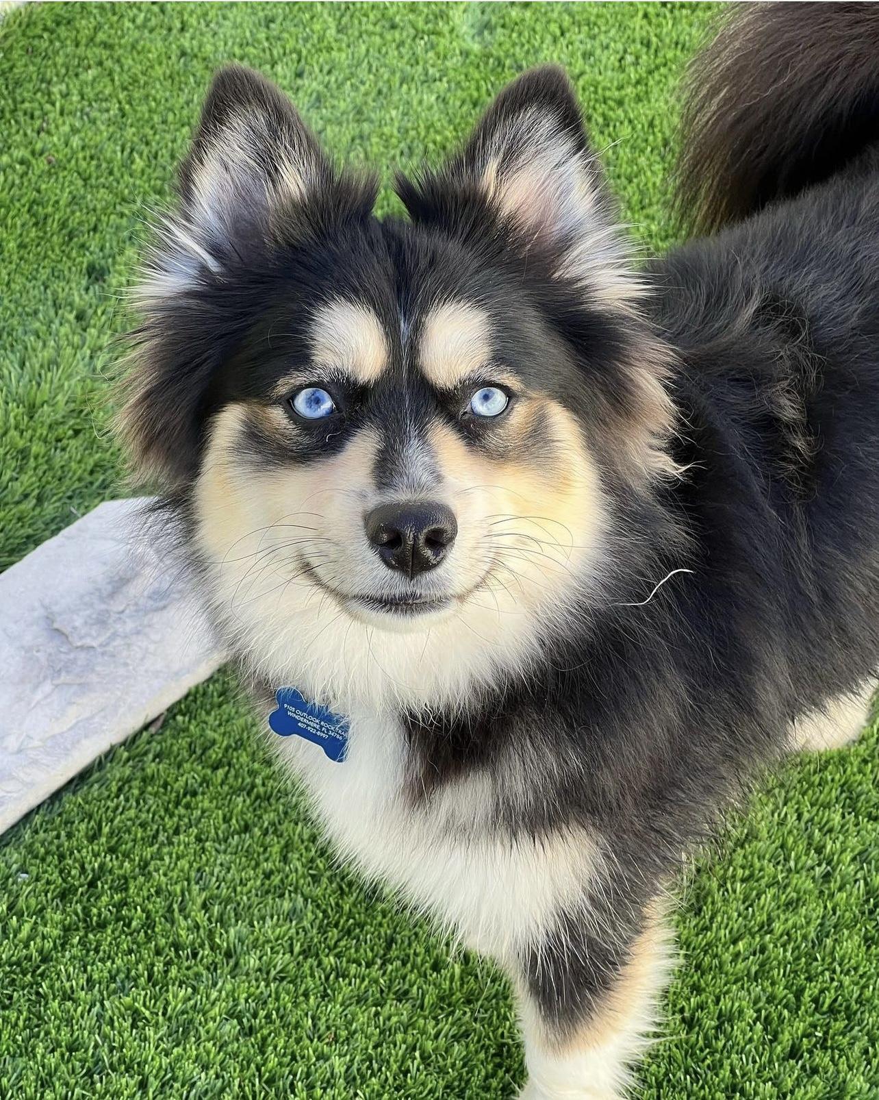 Pomskies of Windermere in Florida | Pomsky puppies | Good Dog