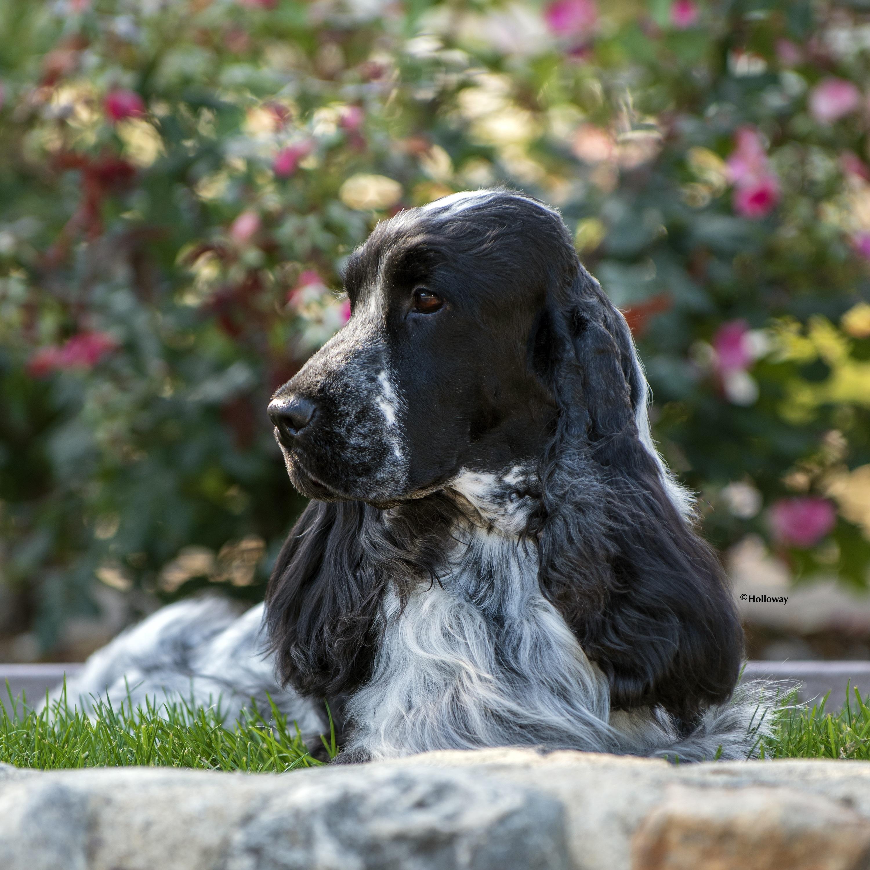 Lynann English Cocker Spaniels in California | English Cocker Spaniel ...