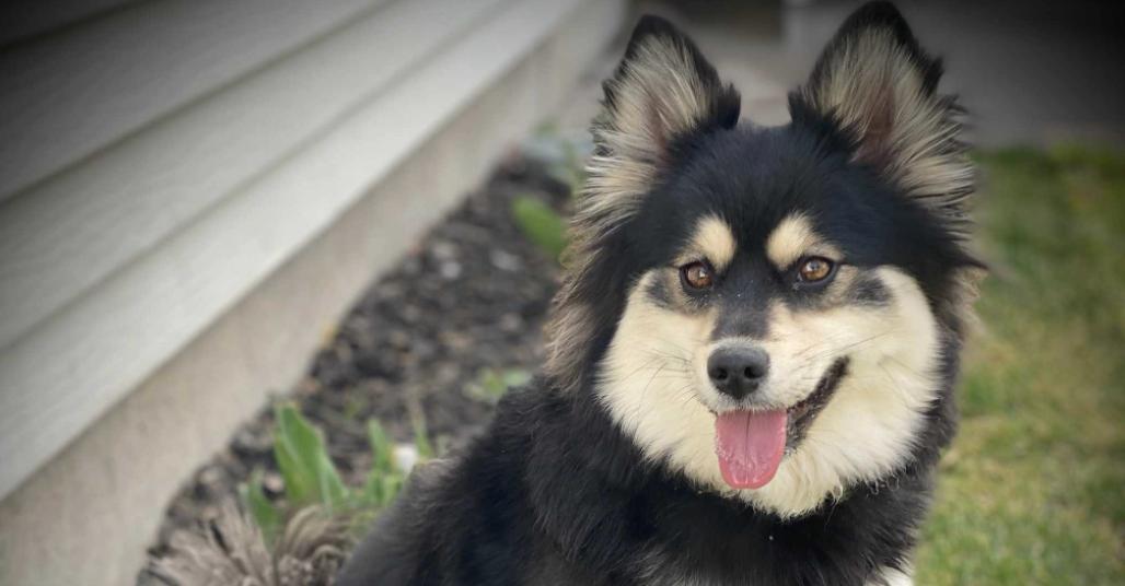 Pocket Pomskys in Utah | Pomsky puppies | Good Dog