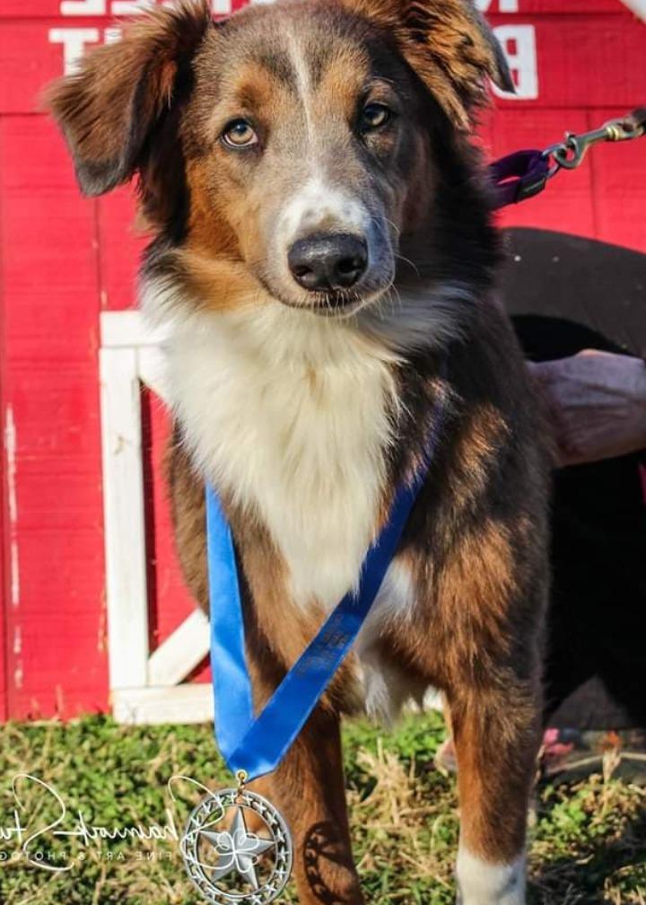 ThreeDarkBays English Shepherds in Texas | English Shepherd puppies ...