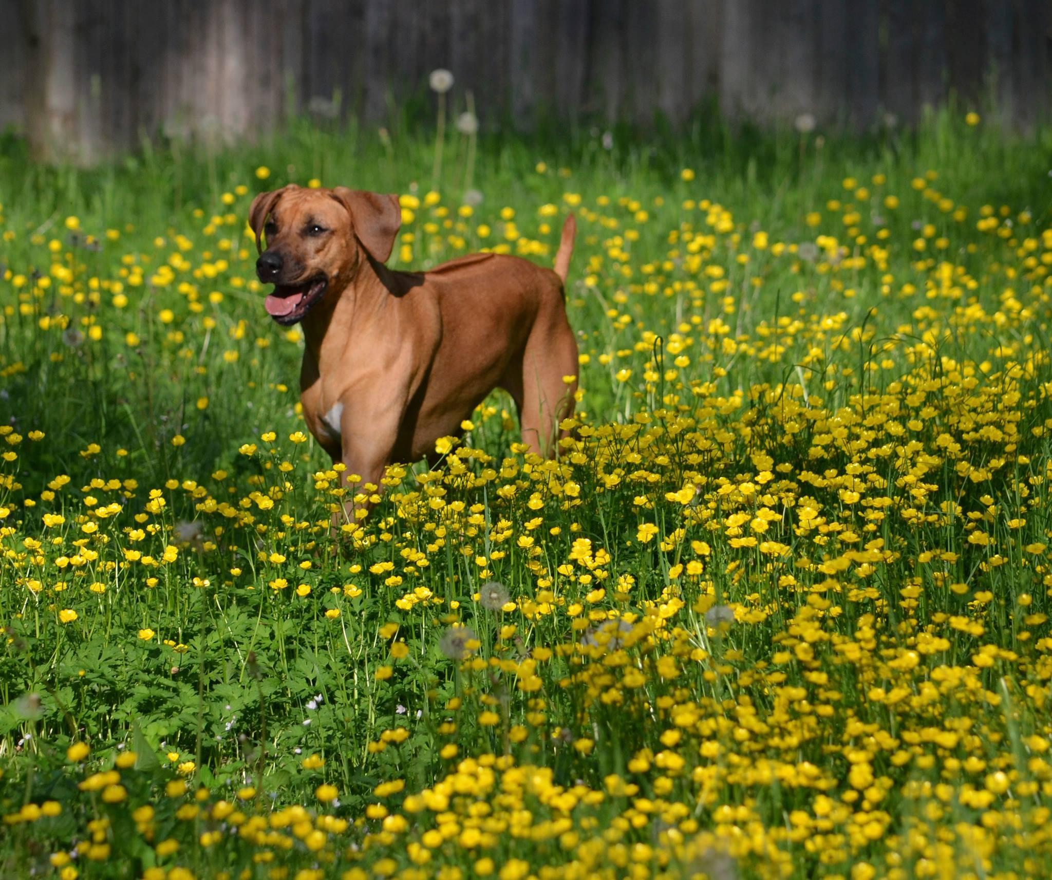 The Realm in Florida | Rhodesian Ridgeback puppies | Good Dog
