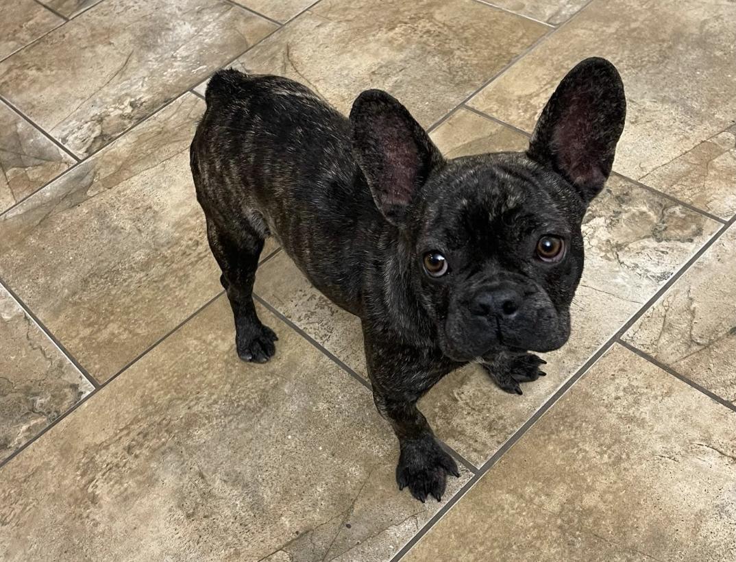 Sparkling City Frenchies in Texas | French Bulldog puppies | Good Dog