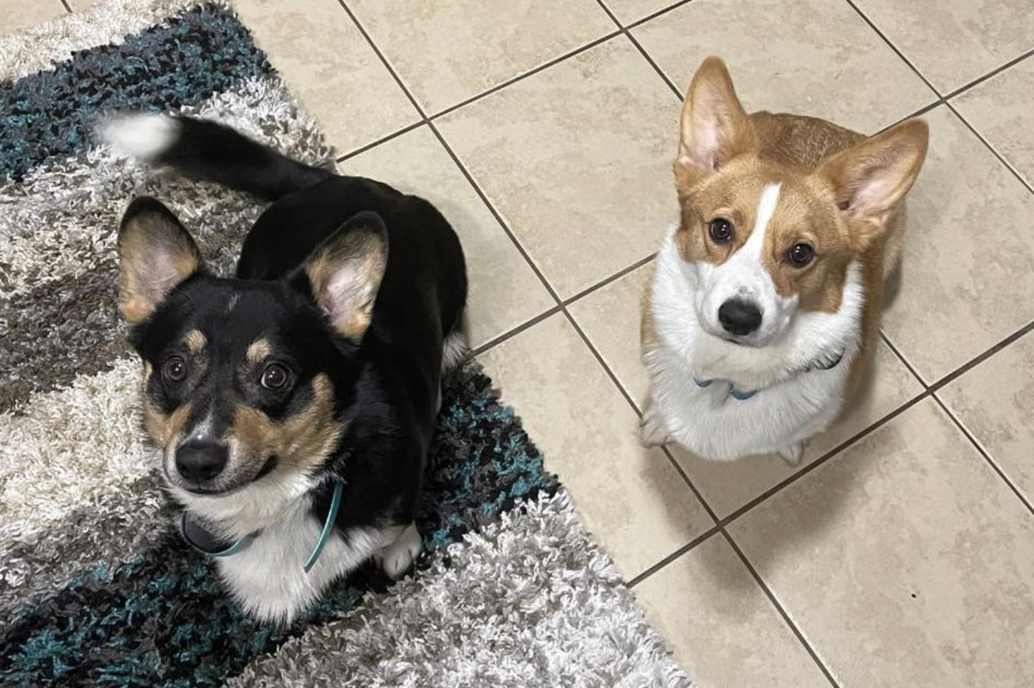 Blooms Corgis in New York | Pembroke Welsh Corgi puppies | Good Dog
